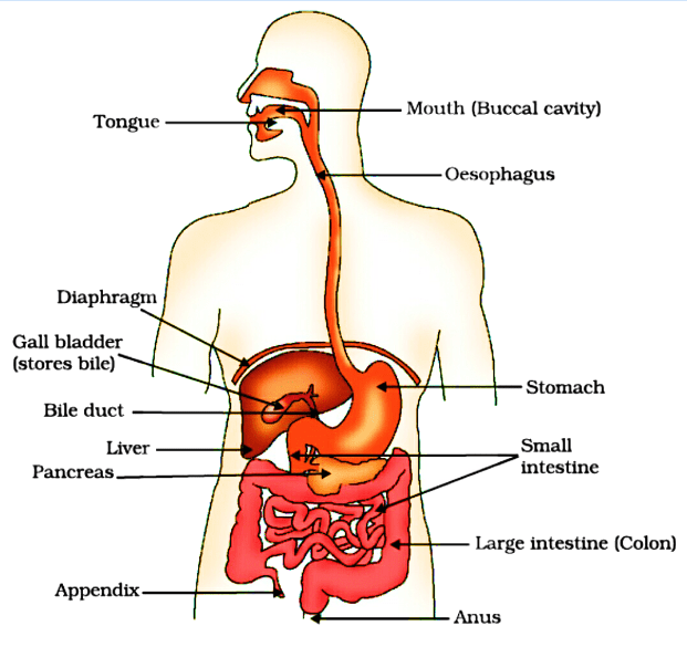 Alimentary Canal - 88Guru