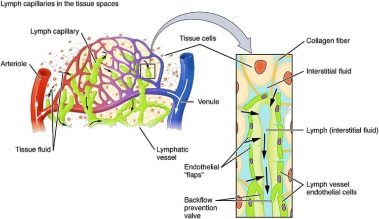 Function and Components of the Lymph, Lymphatic System in the Human Body